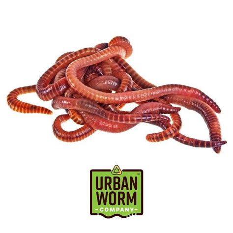Bulk Red Wiggler Composting Worm Mix Urban Worm Company