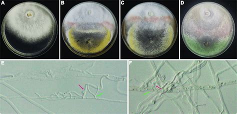 Antagonistic Experiment Between Strains Of Trichoderma Hymenopellicola