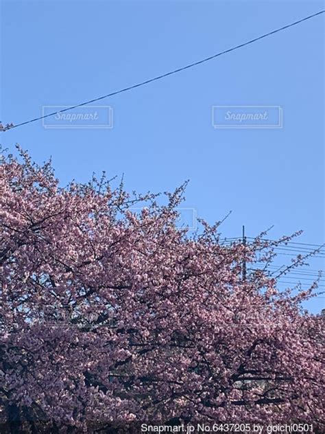 春の訪れを告げる満開のヤマザクラの写真・画像素材 6437205 Snapmart（スナップマート）