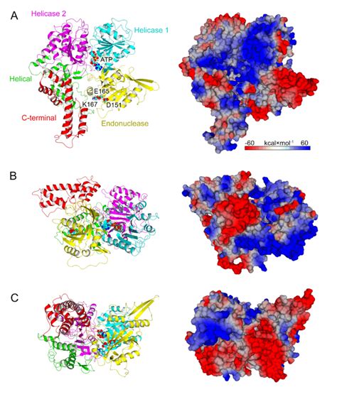 Full Length Model Of Hsdr Subunit Front A And Side B C Views Download Scientific