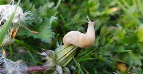 Slakken Bestrijden 5 Tips Om Ze Uit Je Tuin Te Weren Libelle