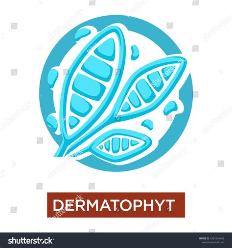 Dermatophyte Fungal Infection Cells Disease Microscopic Stock Vector Royalty Free 1321046462