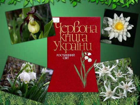 Рослини червоної книги України презентация онлайн