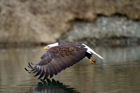 Bald Eagles In Alaska Part 3 Paul S Randal