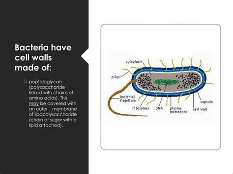 Oral Manifestation Of Bacterial Manifestation Tuberculosis Syphilis