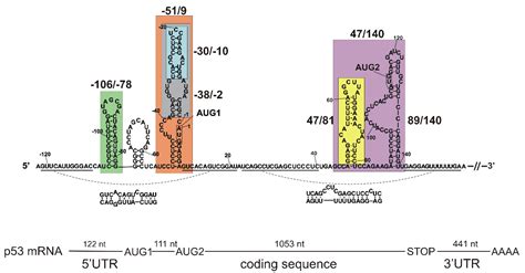 Mrna Structure