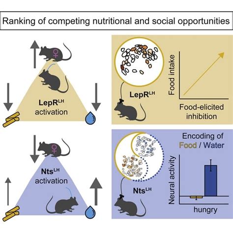 Leptin Helps Hungry Mice Choose Sex Over Food Neuroscience News