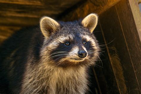 Baltimore County Pest Control Raccoons Damage Your Home