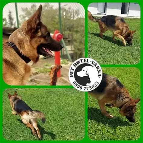 Хотел за домашни любимци във Варна