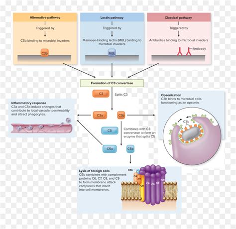 Complement System Activation HD Png Download Vhv
