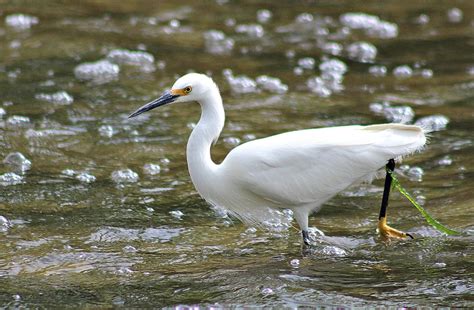 백로 새 자연 Pixabay의 무료 사진 Pixabay