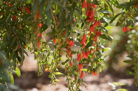 Heres How To Plant And Grow Goji Berries In Your Garden