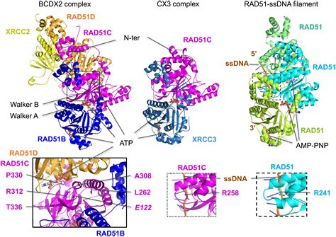 Homologous Recombination Deficient Mutation Cluster In Tumor Suppressor