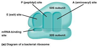 Cell Structure And Function Fill In Blanks Flashcards Quizlet