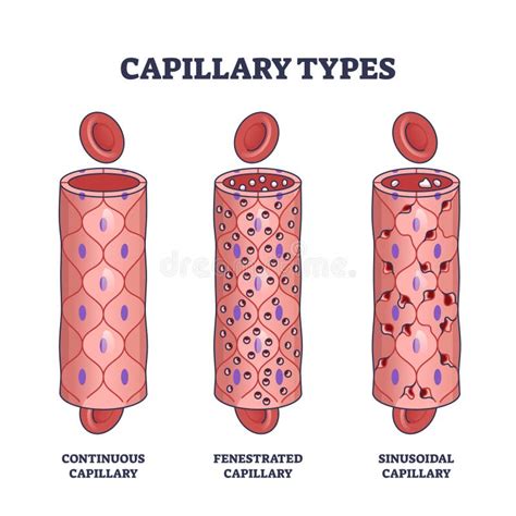 Capillaries Diagram Blood Vessels Venn Diagram Activity Teaching