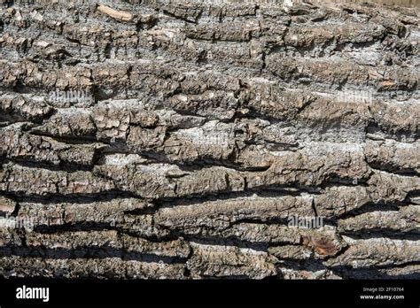 Tree Bark Texture Gray Tree Bark With A Rough Texture Stock Photo Alamy