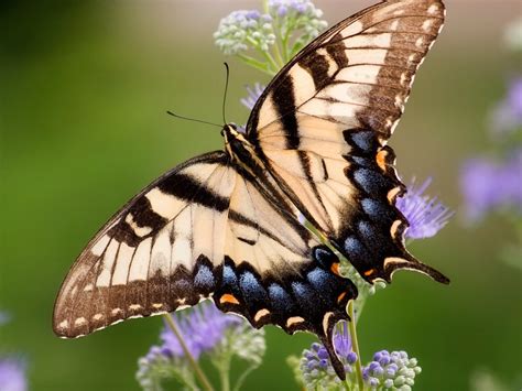 Best Swallowtail Butterfly Host Plants For The Garden Imp World