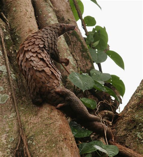 About Pangolins Save Pangolins