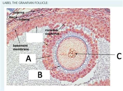 Graafian Follicle Diagram Quizlet
