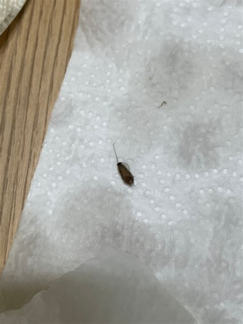 요즘 이 벌레가 자꾸 나오는데 무슨 벌레일까요 지식in