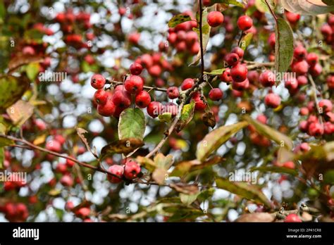 Cherry Apple Tree With Red Fruits Malus Baccata Stock Photo Alamy