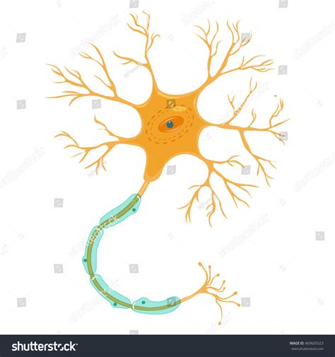 Neuron Vector Illustration Isolated On White Stock Vector 409605523