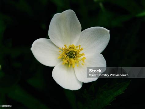 일본 곰 Thimbleweed Windflower입니다 검은 바탕에 파스텔 핑크 꽃입니다 근접 촬영 곰 Hupehensis