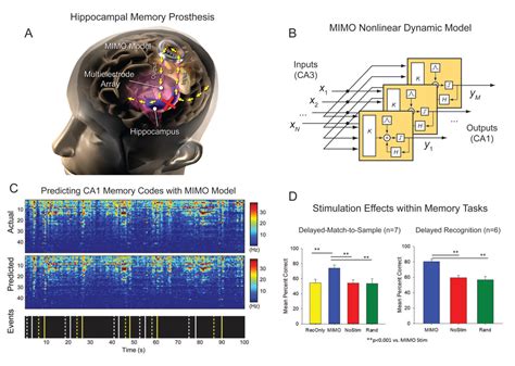 Prosthetic Memory System Successful In Humans Study Finds USC Viterbi School Of Engineering