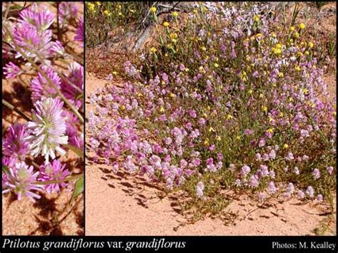 Taxon Profile Of Ptilotus Grandiflorus F Muell Var Grandiflorus