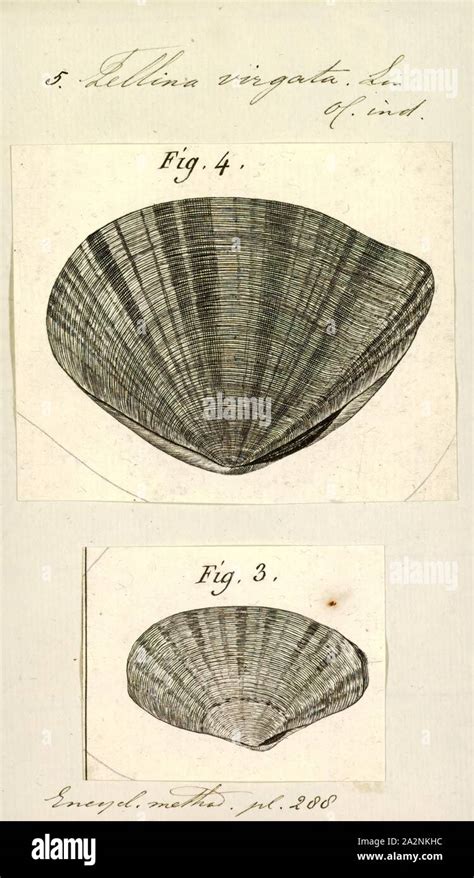 Tellina Virgata Print Tellina Is A Widely Distributed Genus Of Marine