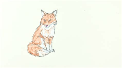 How To Draw A Fox Sitting Down Step By Step Now That You Have The Basic