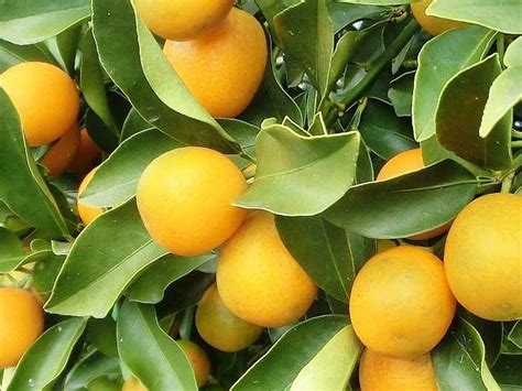 キンカンの育て方【初心者でも上手に育てる方法】 Coconagarden｜植物の育て方や管理方法