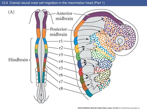 Ppt Neural Crest Cells Powerpoint Presentation Free Download Id