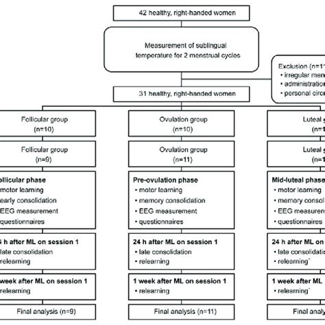 Participant Assignment Flowchart And Overall Schedule Download