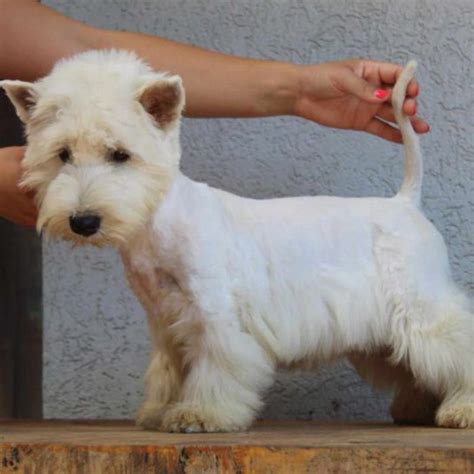 Nicole Chien West Highland White Terrier à Ladoption Maubeuge