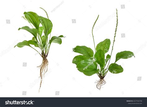 Plantago Asiatica Images Stock Photos Vectors Shutterstock