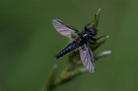 Hair Gnat Fly Free Photo On Pixabay Pixabay