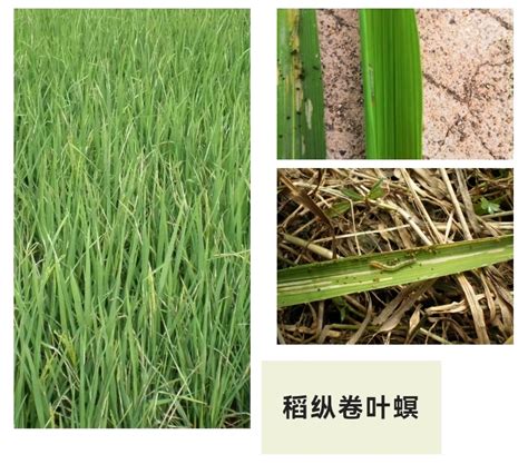 梅花过后水稻病虫害怎么防