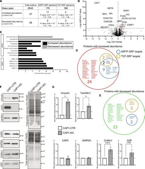 The Actin Binding Protein CAP1 Represses MRTF SRFdependent Gene
