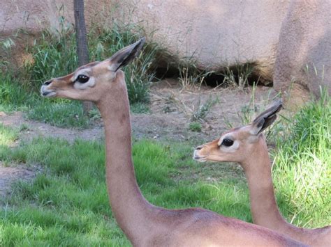 Unidentified Creatures With Tiny Heads