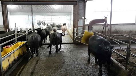 Water Buffalo Farm Our Italian Buffalo Partners