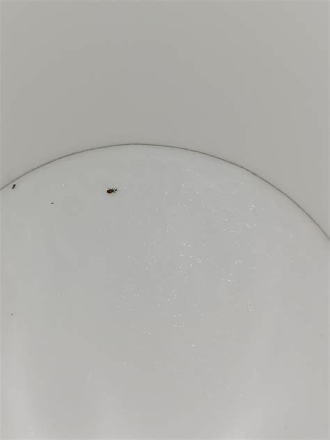 Bedbug Louse Ant What Is This R Whatisthisbug