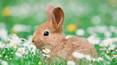 Cute Spring Bunnies Wallpapers Wallpaper Cave
