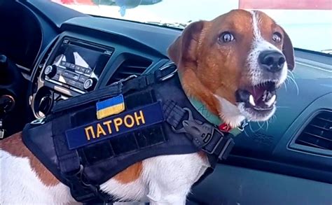 Пес Патрон знешкоджує вибухівку у Чернігові - Вечірній Київ