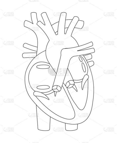 人类心脏的结构。黑白插图 概述