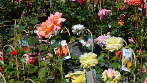 15e édition De La Fête Des Plantes Ce Week End Ladepechefr