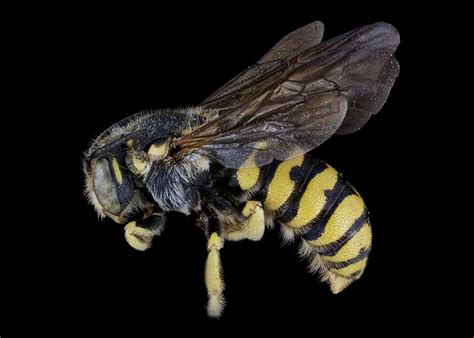 Dianthidium Exotic Bee Id