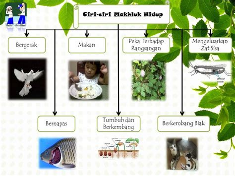 Ciri Dan Klasifikasi Makhluk Hidup Materi Biologi Kelas 10 52 Riset