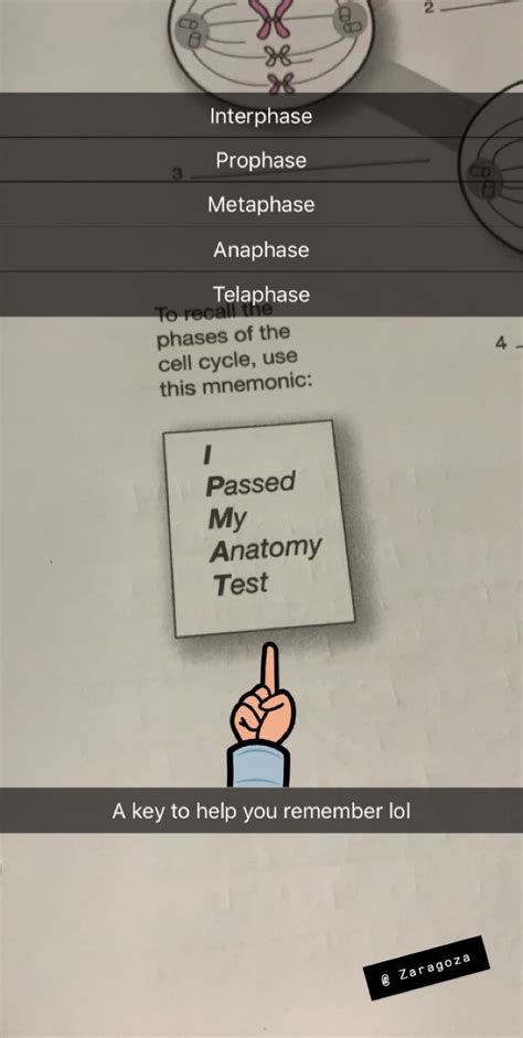 This Is A Great Way Know The Cell Phases By Knowing This Simple