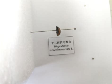 十三星瓢虫 Hippodamia tredecimpunctata 物种库 国家动物标本资源库